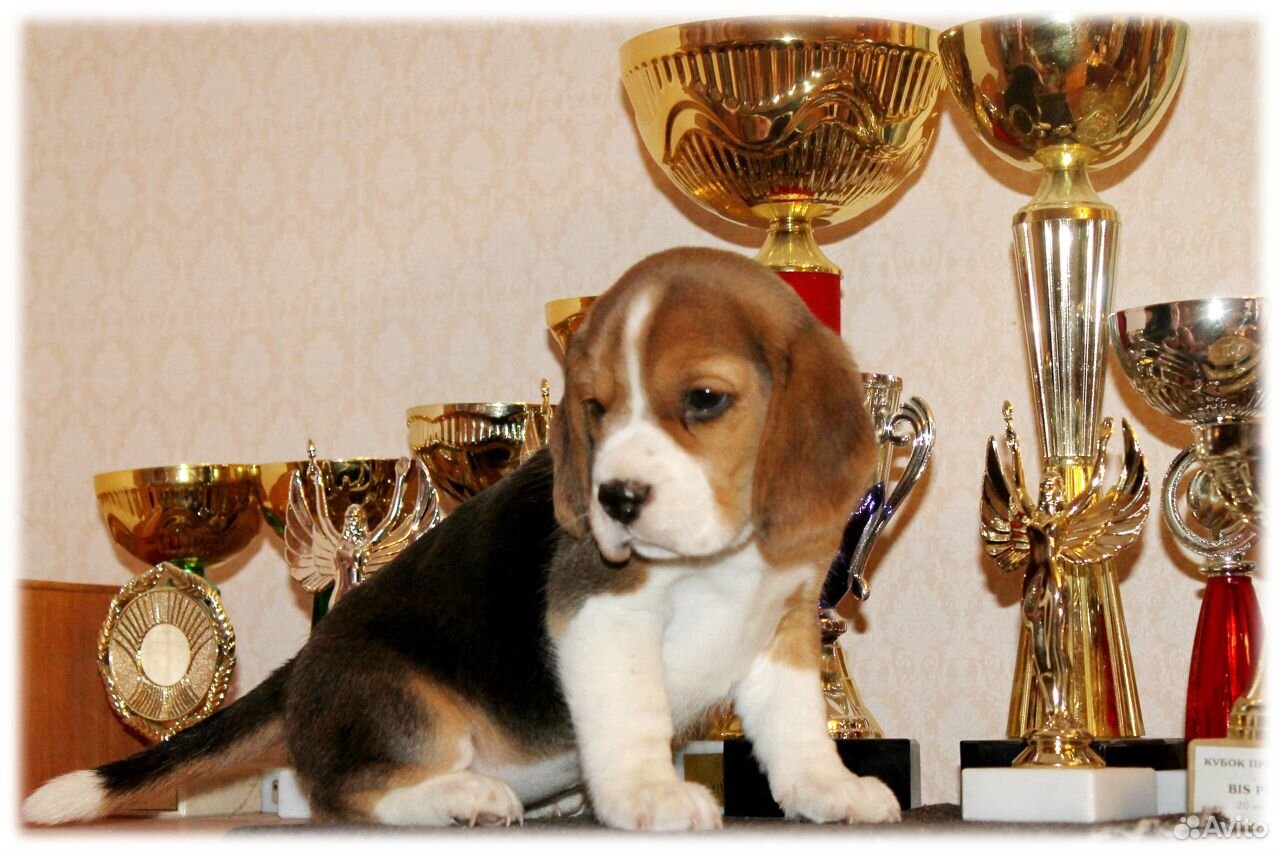 Щенки бигля из питомника РКФ