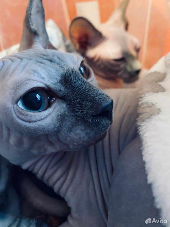 Канадский сфинкс