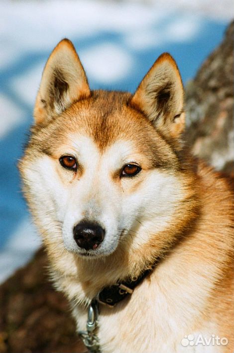 Отдам в хорошие руки потеряшку - собака Лайка