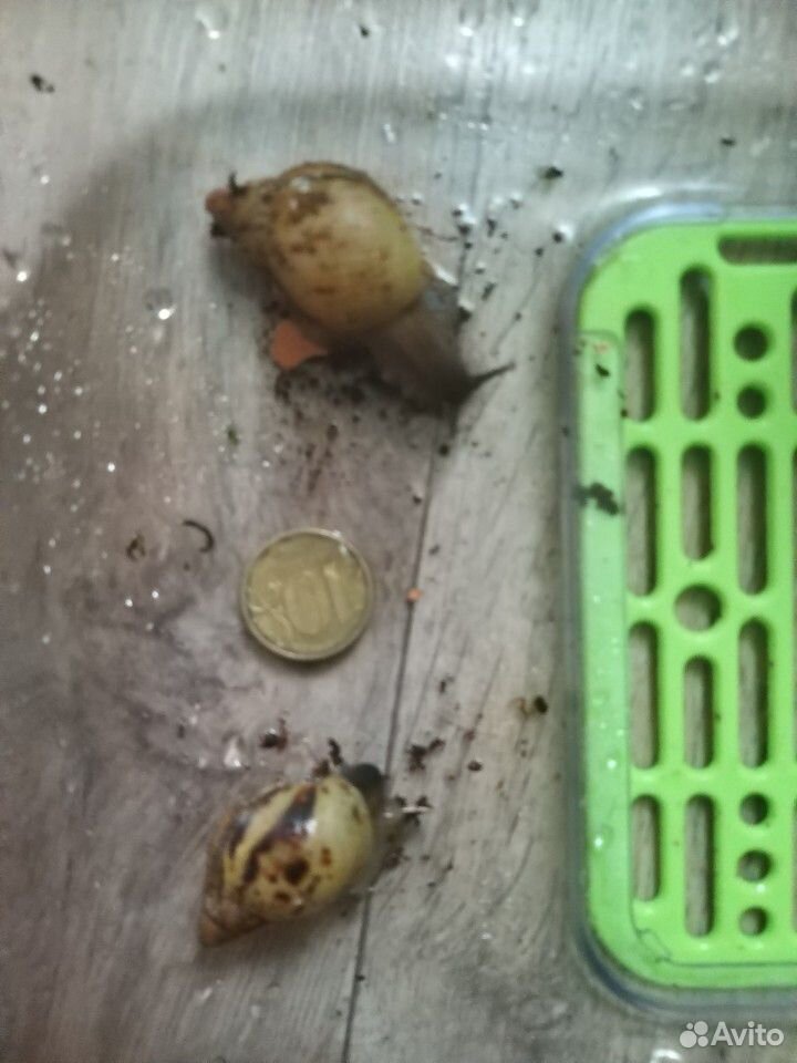 Отдам подрощенных ахатин