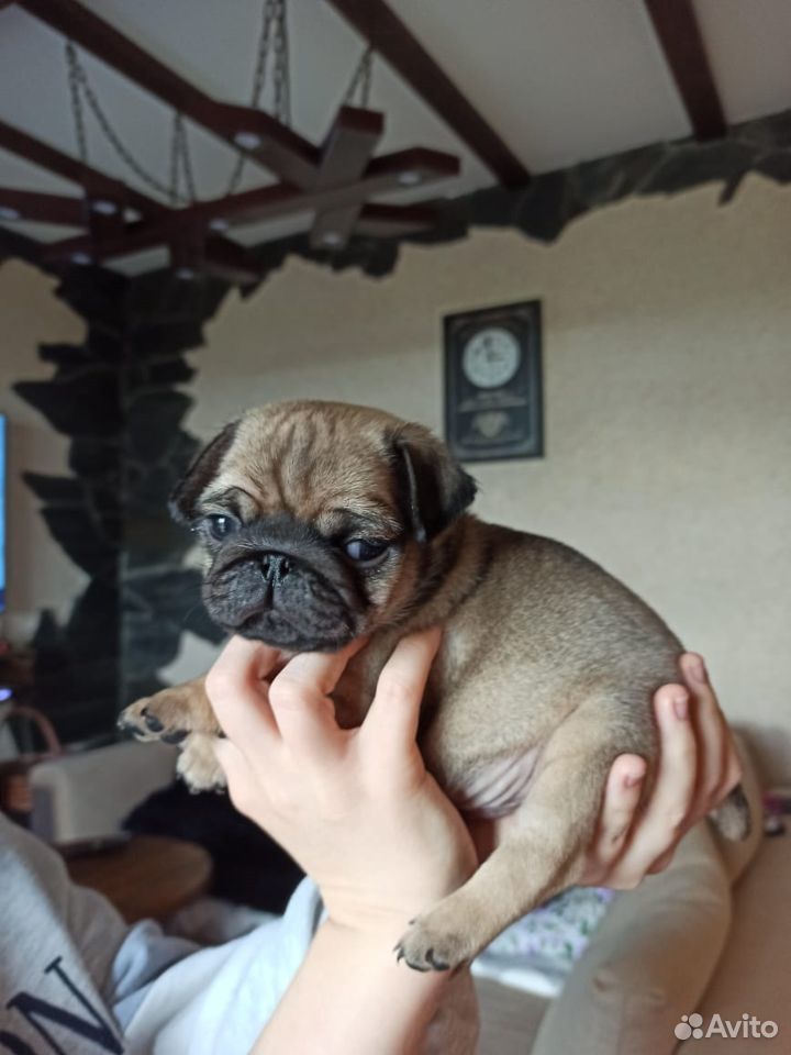 Мальчик носитель подпала