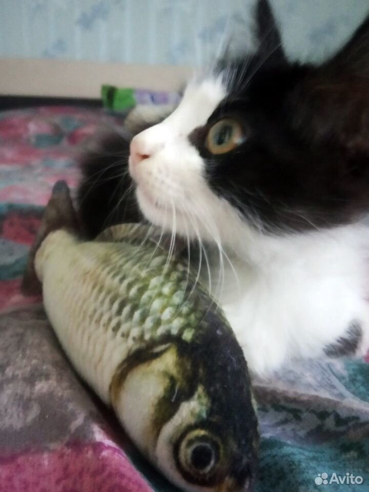 Котёнок - счастье, котёнок - подарок