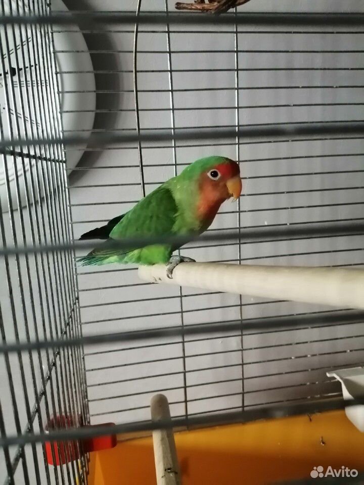 Попугай неразлучник отдам бп