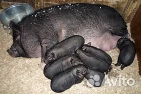 Свинки и кабанчики вьетнамцы