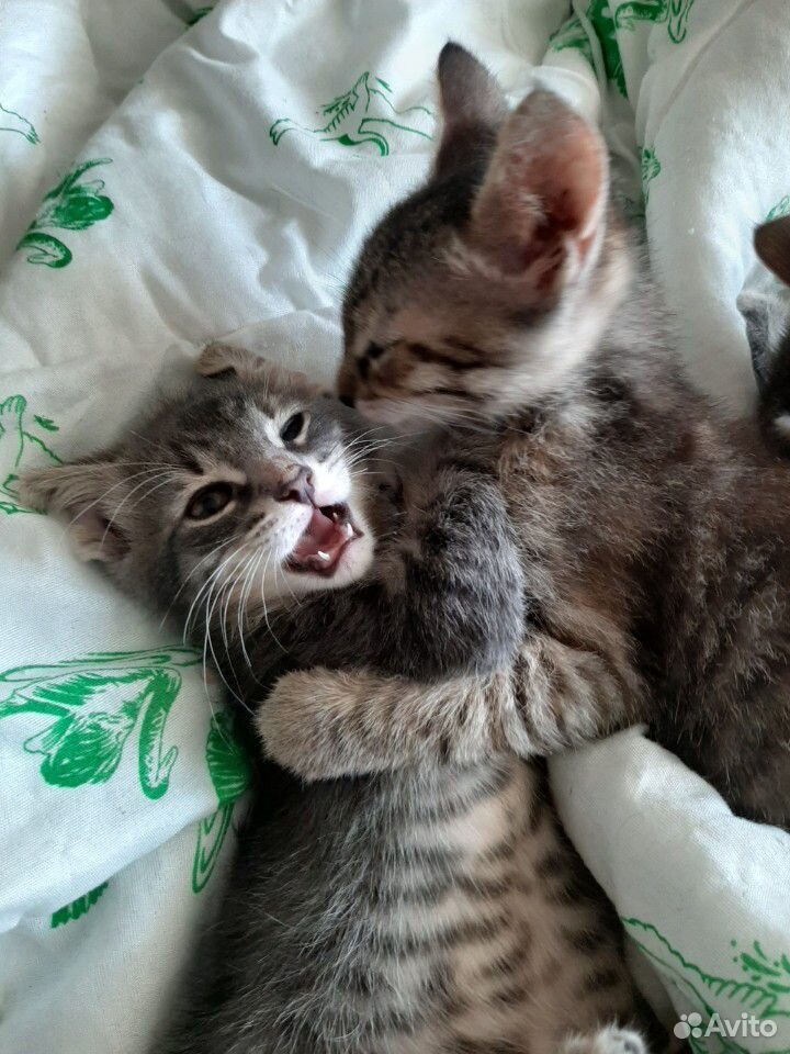 Сверхласковый котенок мальчик 2 мес