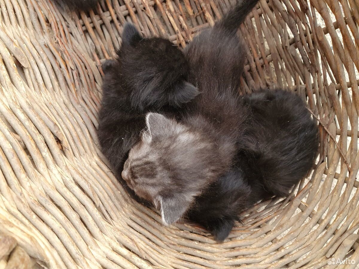 Котята рожденные 9 мая
