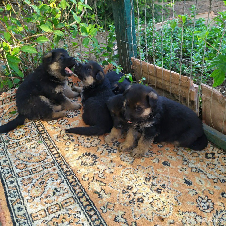 Немецкая овчарка