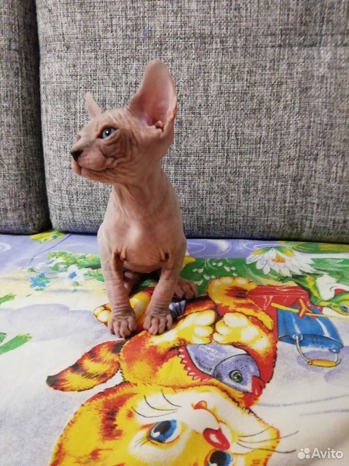 Канадский сфинкс мальчик