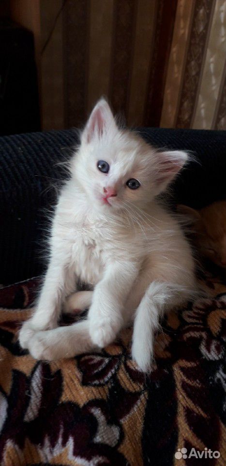 Белоснежная кошка