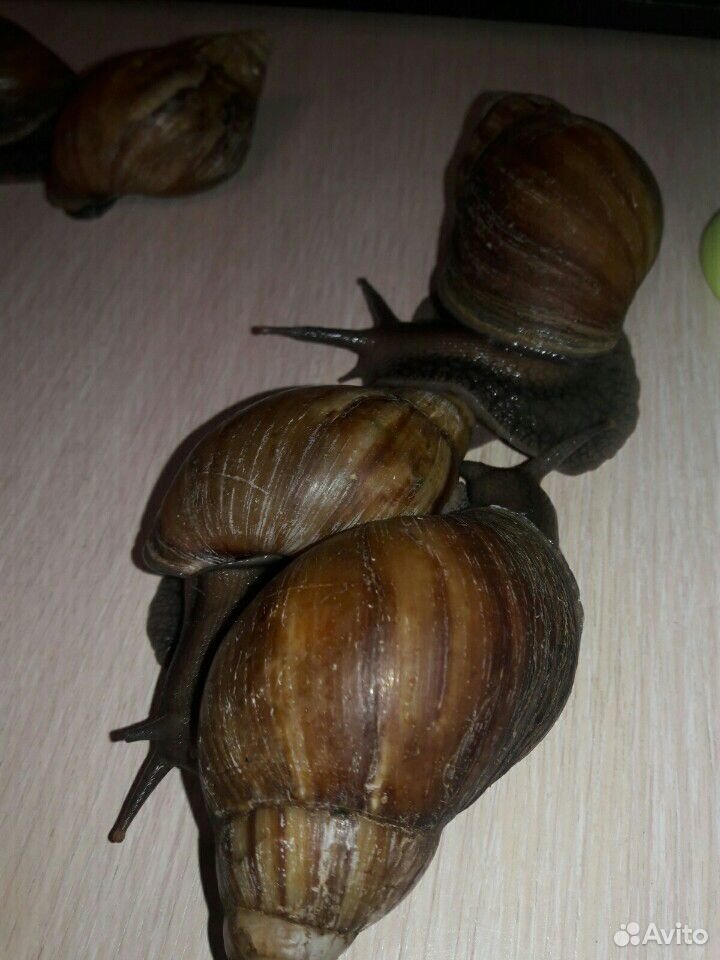 Ахатинские улитки