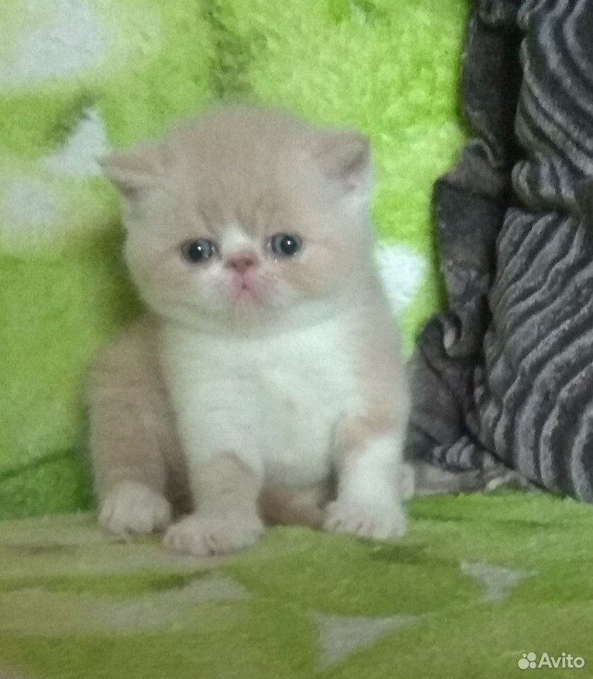 Экзотическая