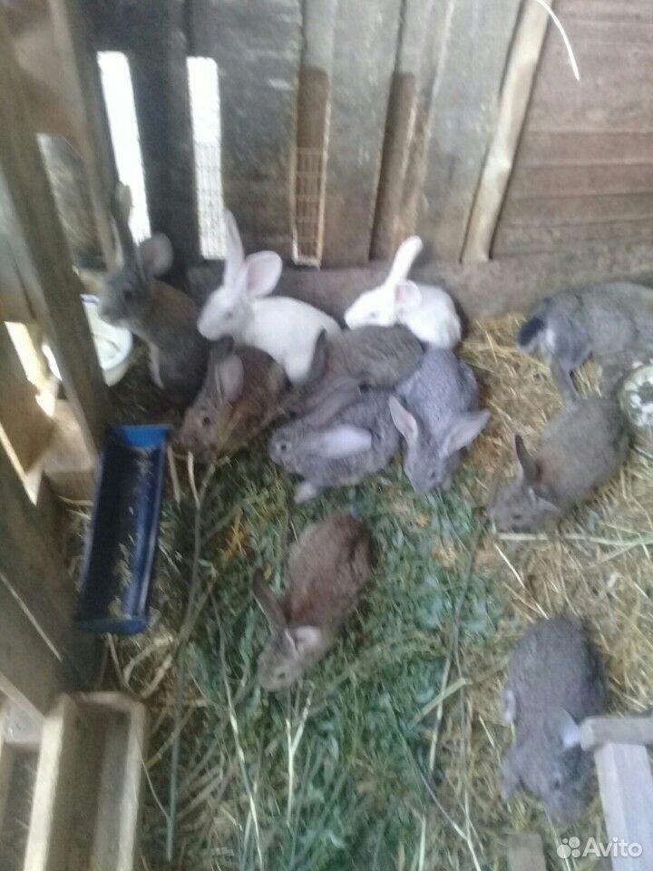 Кролики молодняк