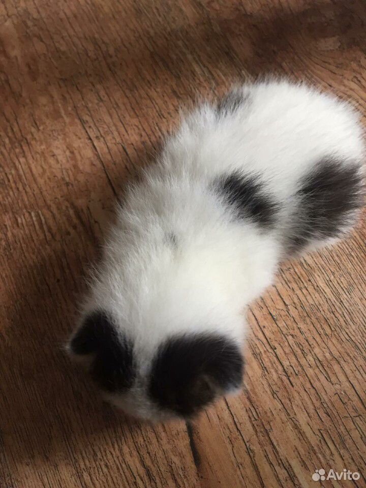 Котенок (2 недели)