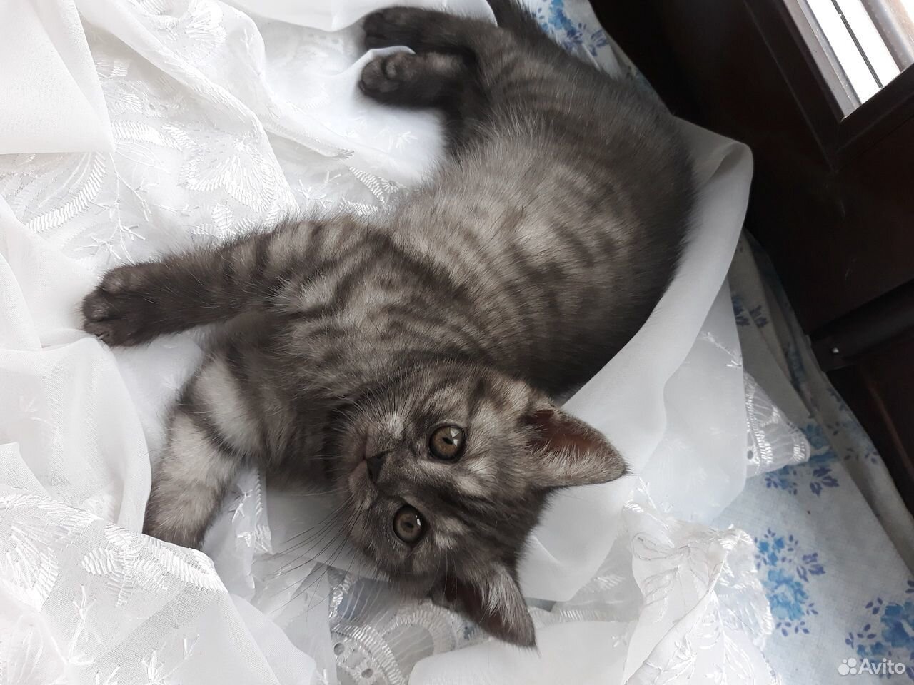 Отдаю котенка (девочка) британец