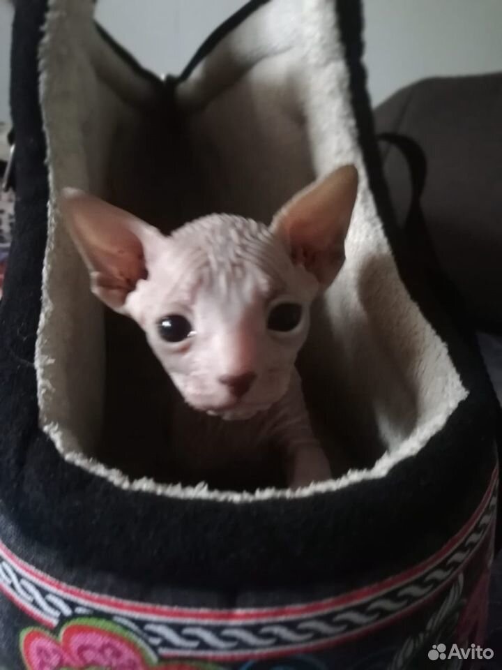 Донской сфинкс