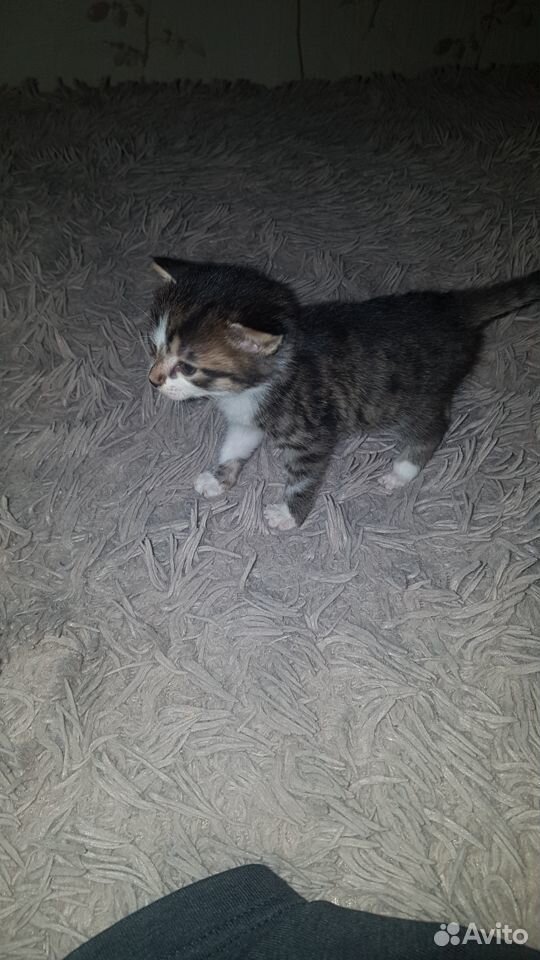 Тигрули в добрые руки