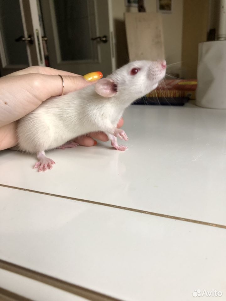 Декоративная крыса