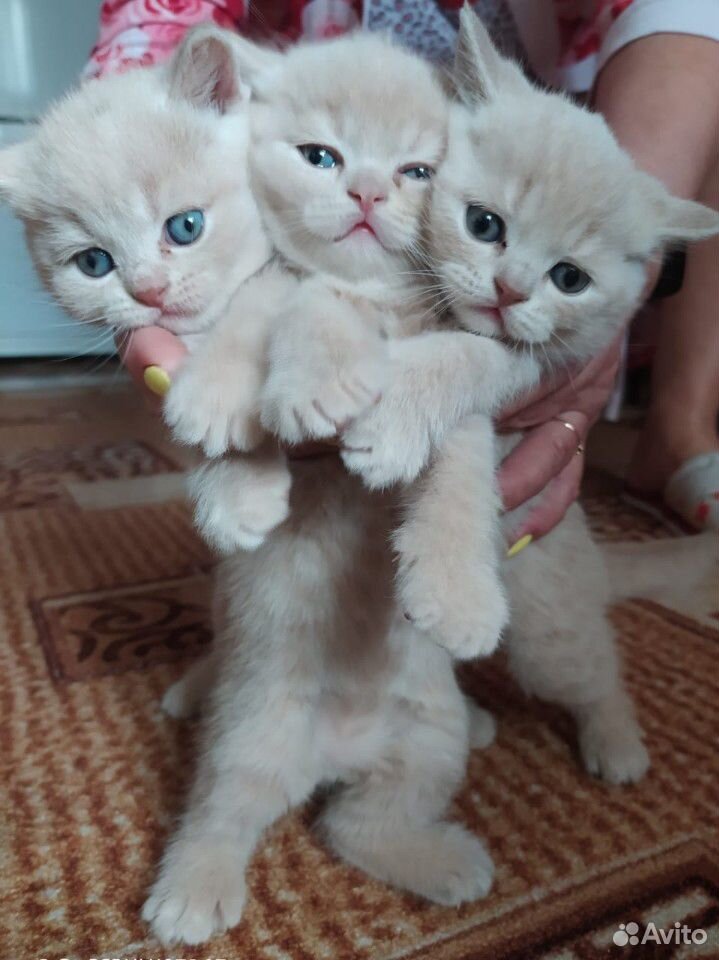 Британские красавчики