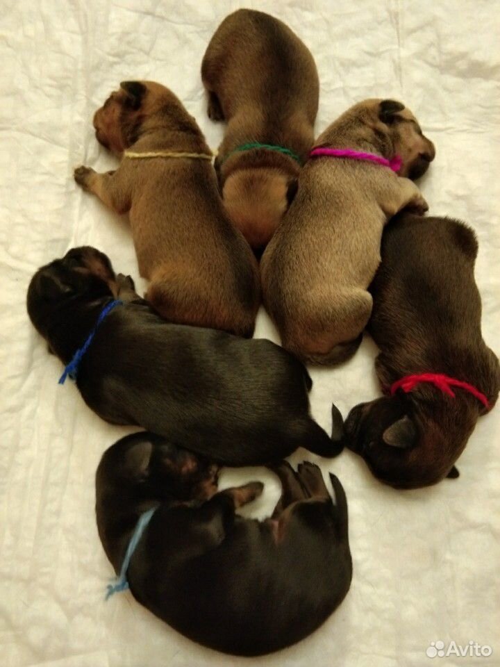 Щенки Той-Терьера