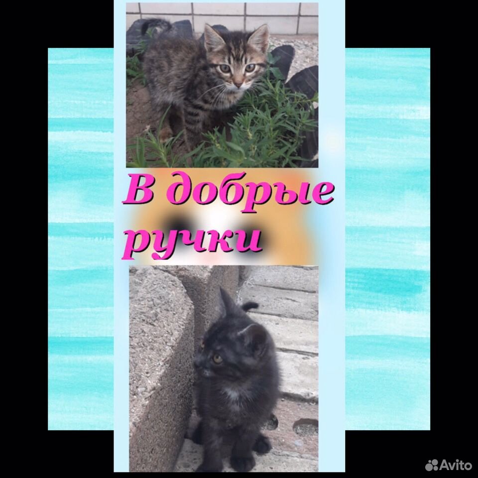Милые крохи в поисках мам и пап