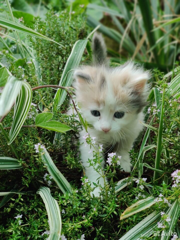Котята