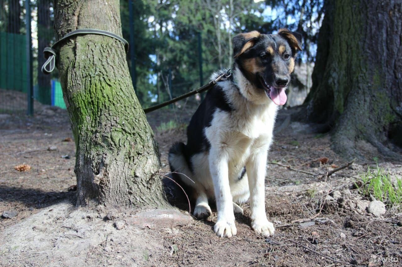 Щенок Герда 6 месяцев