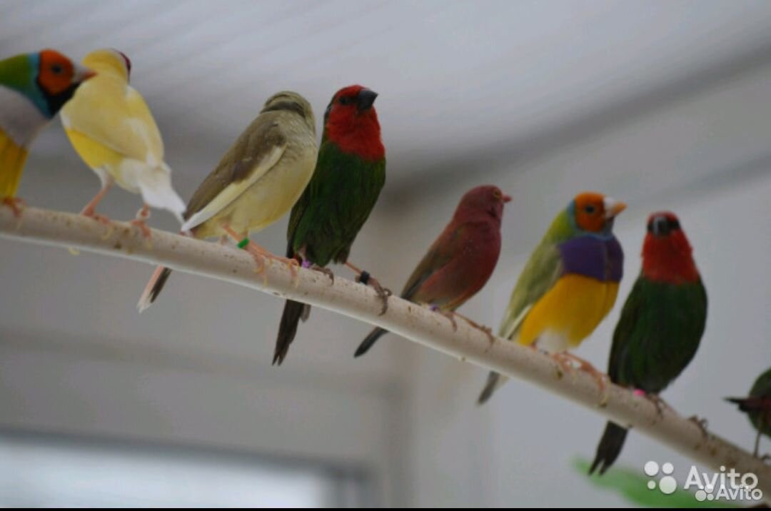 Амадины попугайные, японские, форбисы