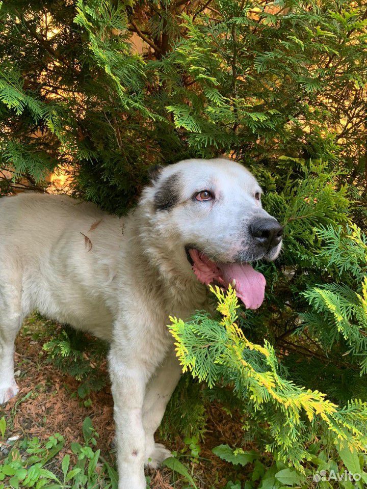 Ищем дом Муфасе