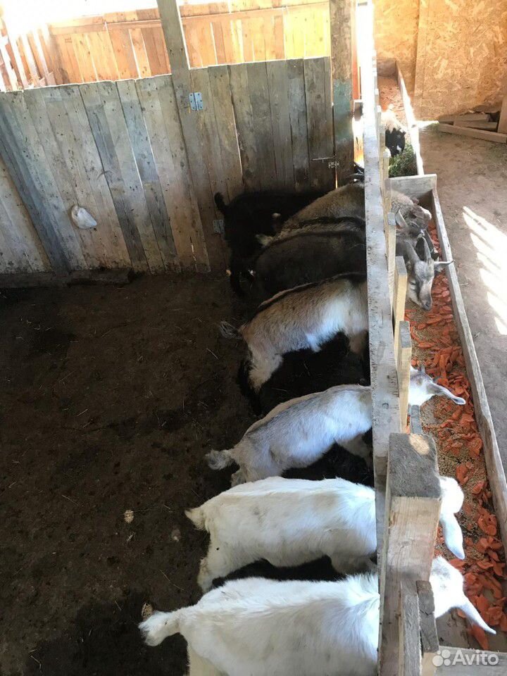 Молодые козлики, козы 4 мес