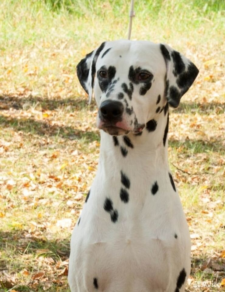 Продажа далматин