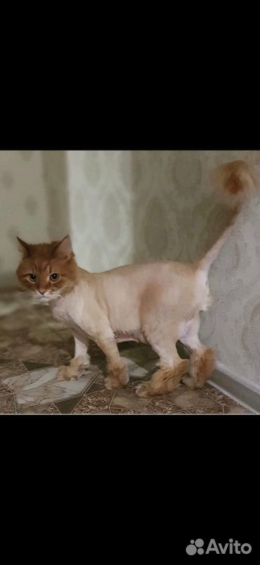 Лева ищет дом