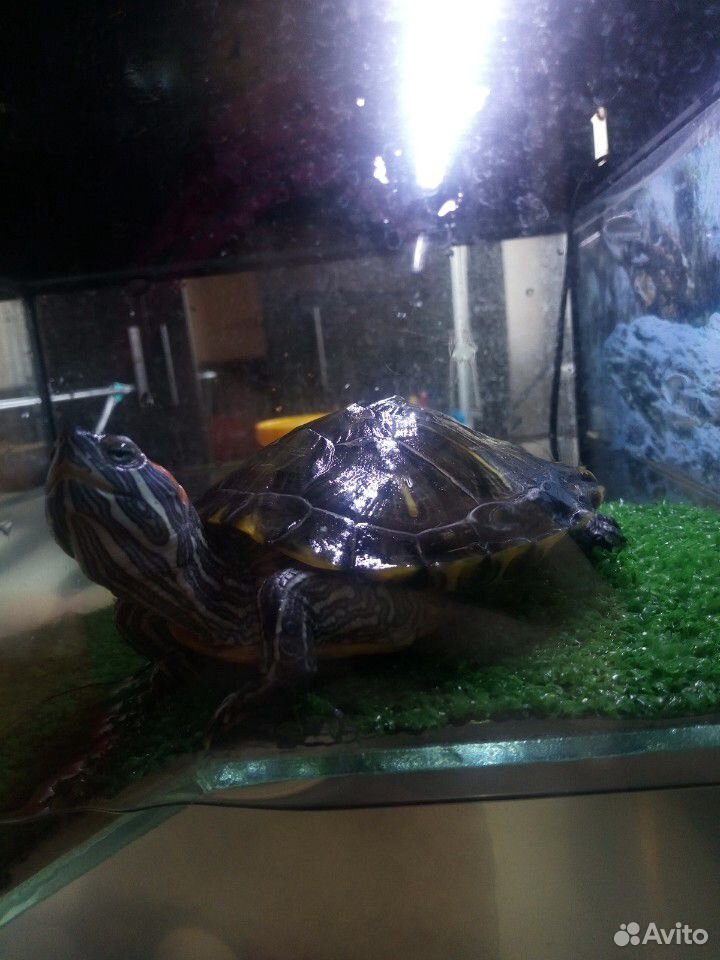 Черепаха