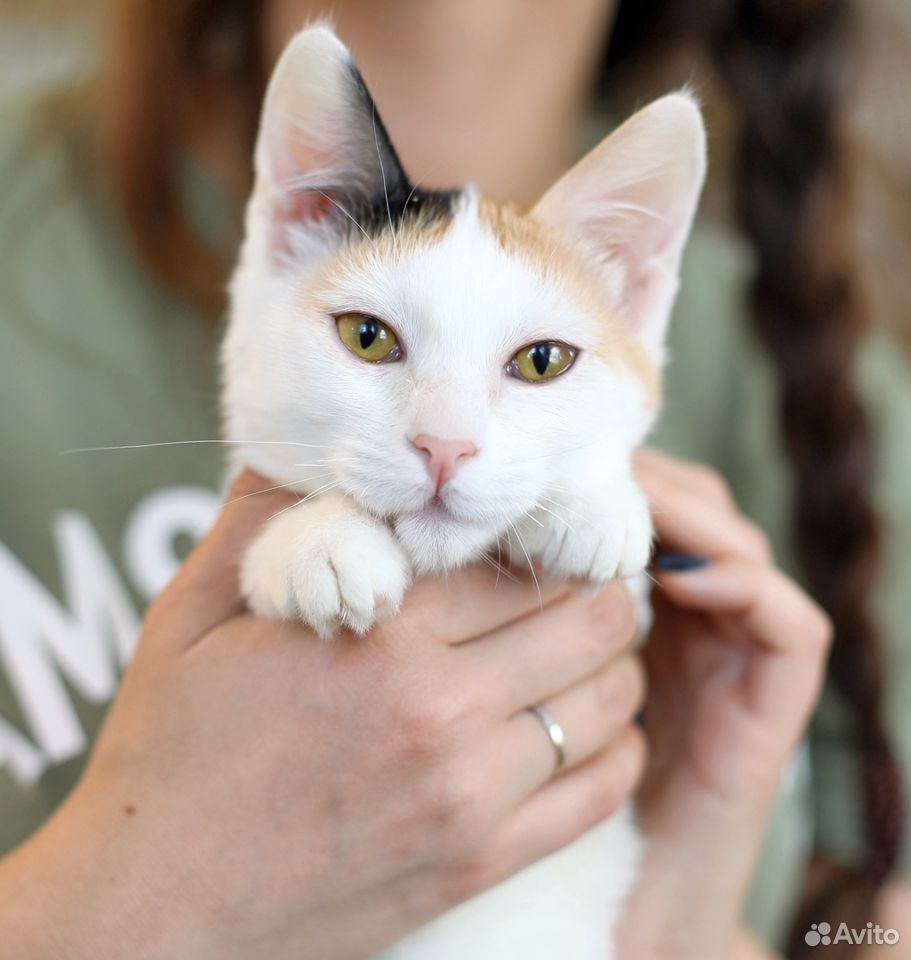 Китти - трехцветная крошка