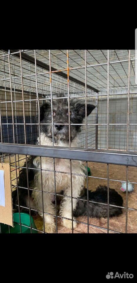 Балоночка ищет дом