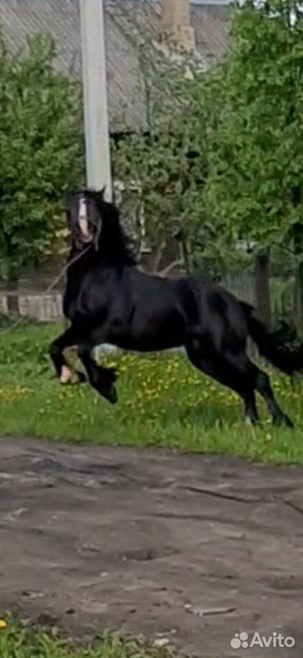 Продаю жеребец владимирской породы возраст 1.7. сп