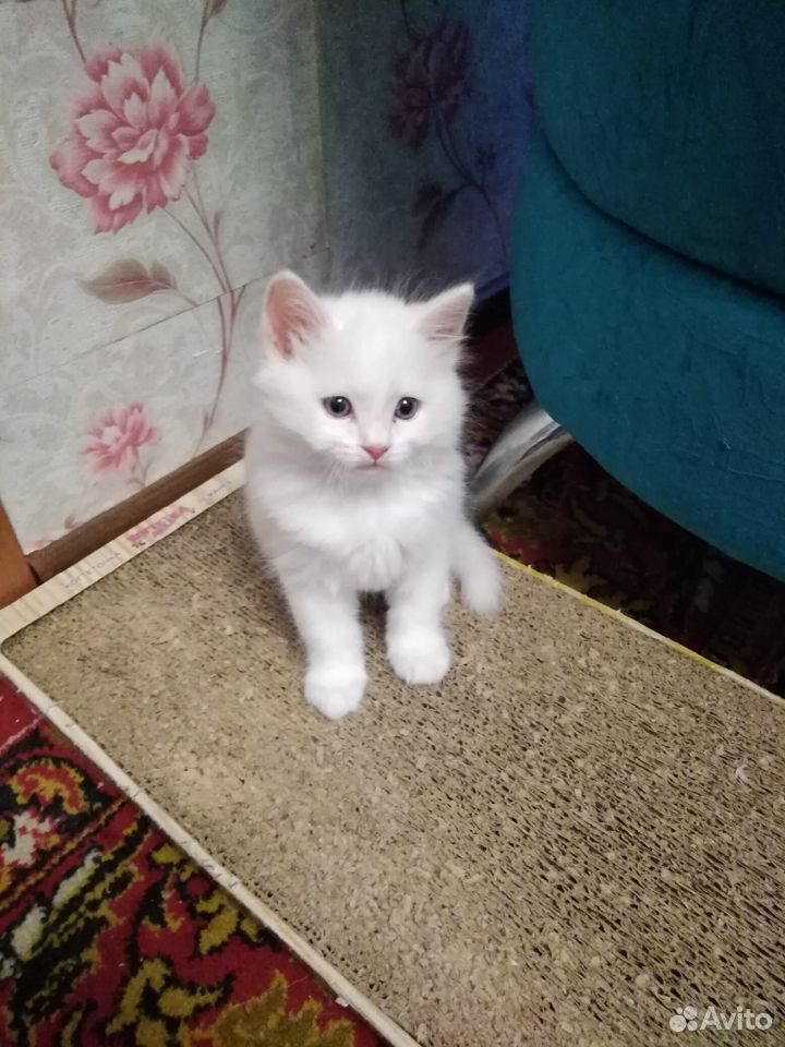 Котенок британец в хорошие руки