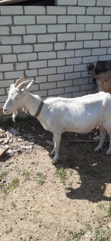 Дойная коза