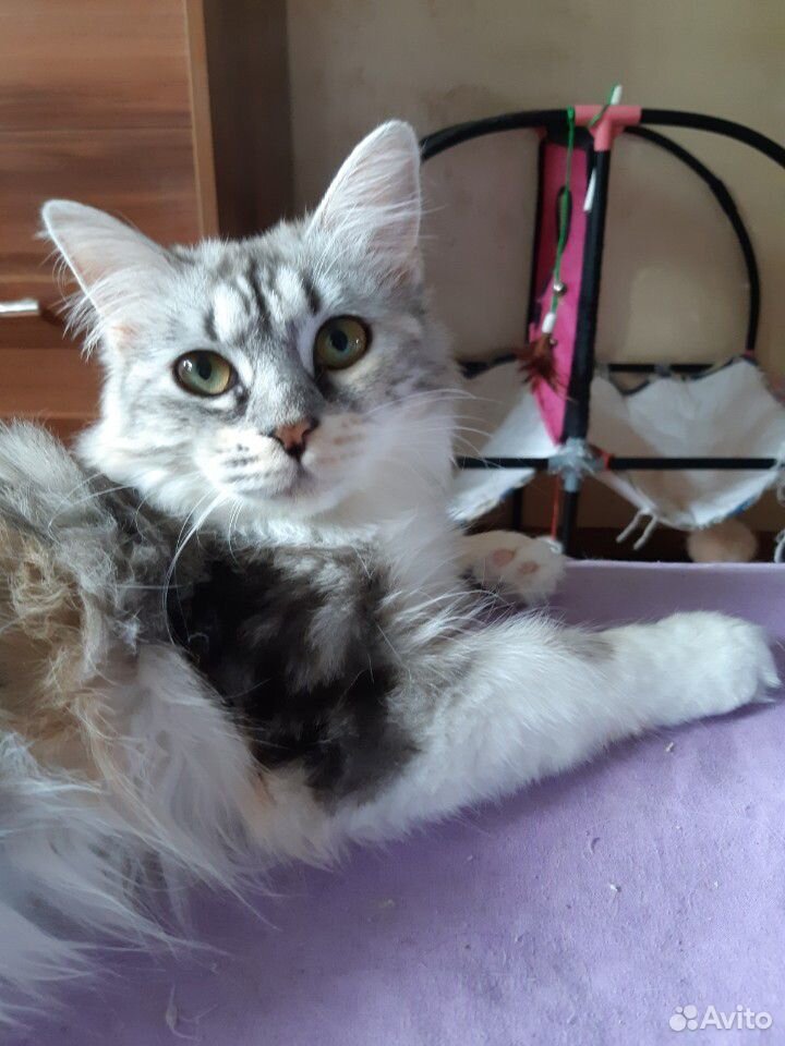 Кошка