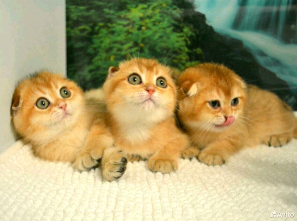 Котята Шотландские, Золотые Шиншиллята, с док-ми