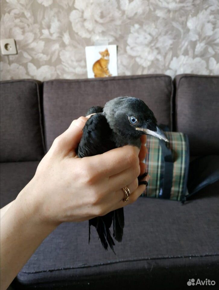 Галчонок 1 месяц