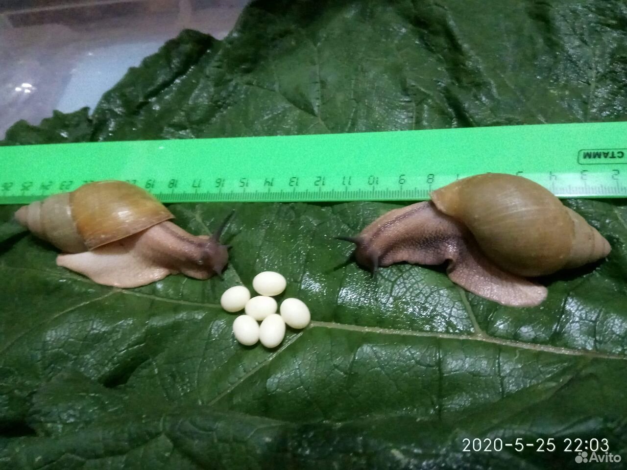 Улитята архахатина папирация