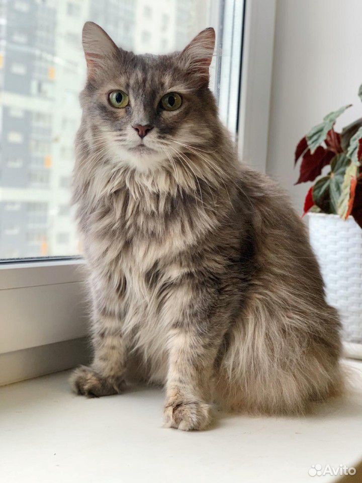 Сибирская дымчатая кошка