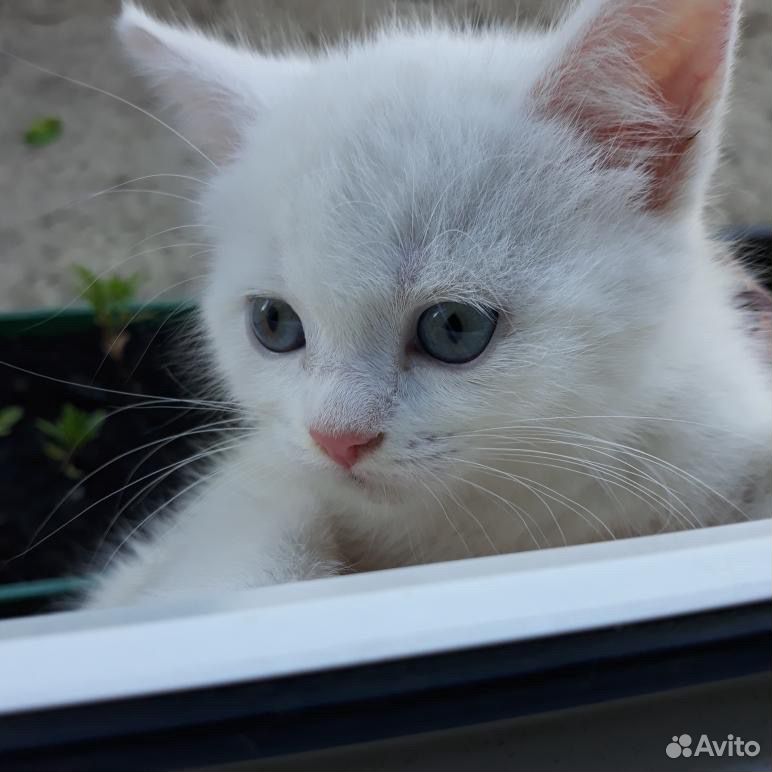 Продается белый котенок 1,5 месяцев,мальчик