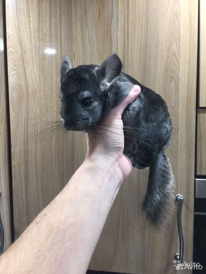 Шиншиллы. Пара, мальчик и девочка. С клеткой