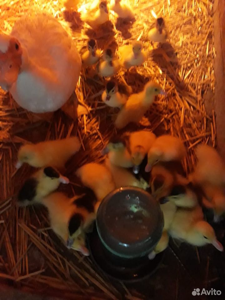 Утята шептуны