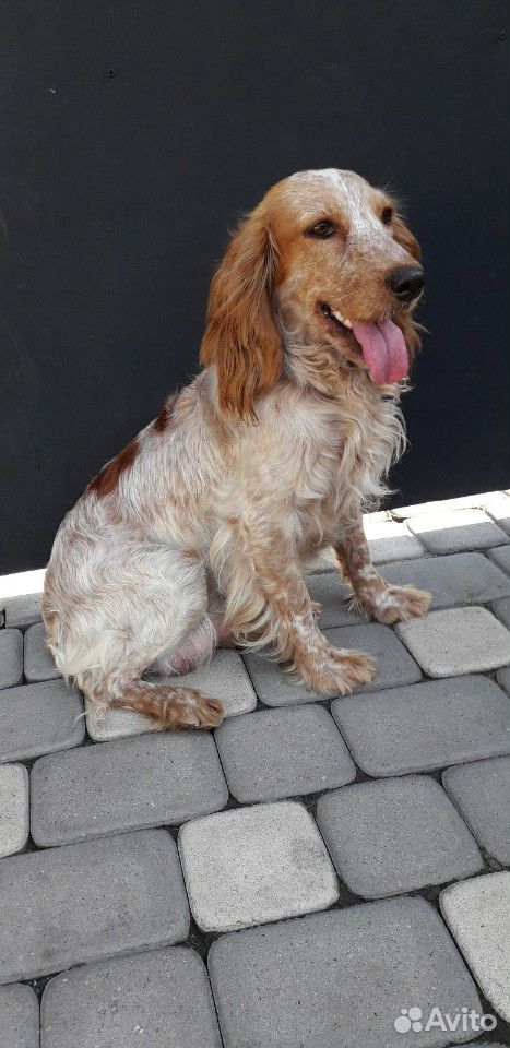 Собака русский спаниель