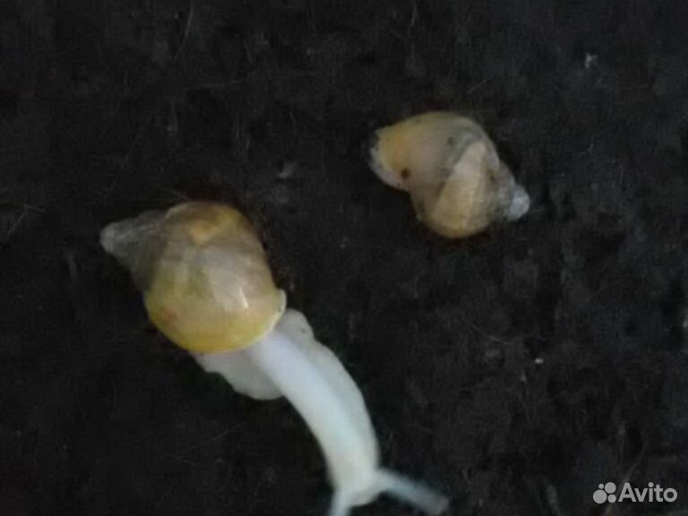 Улитки Ахатины