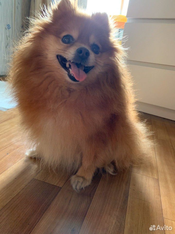 Шпиц девочка взрослая