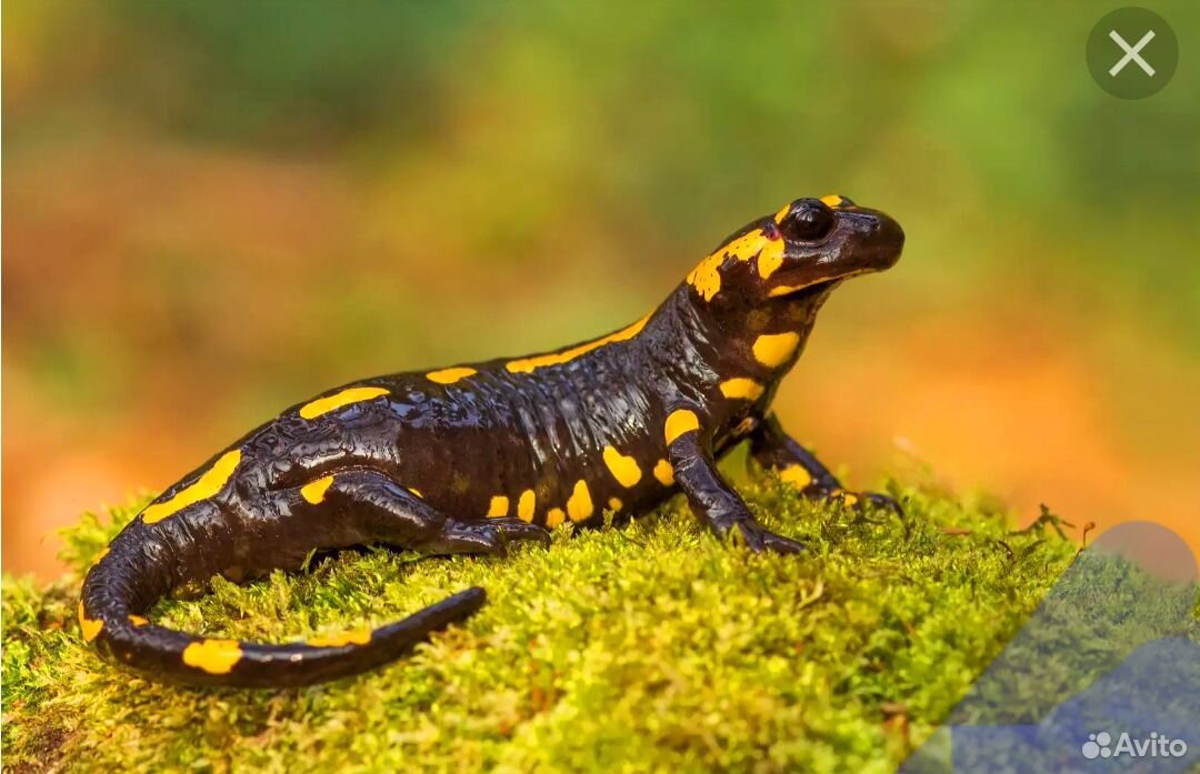 Огненная саламандра