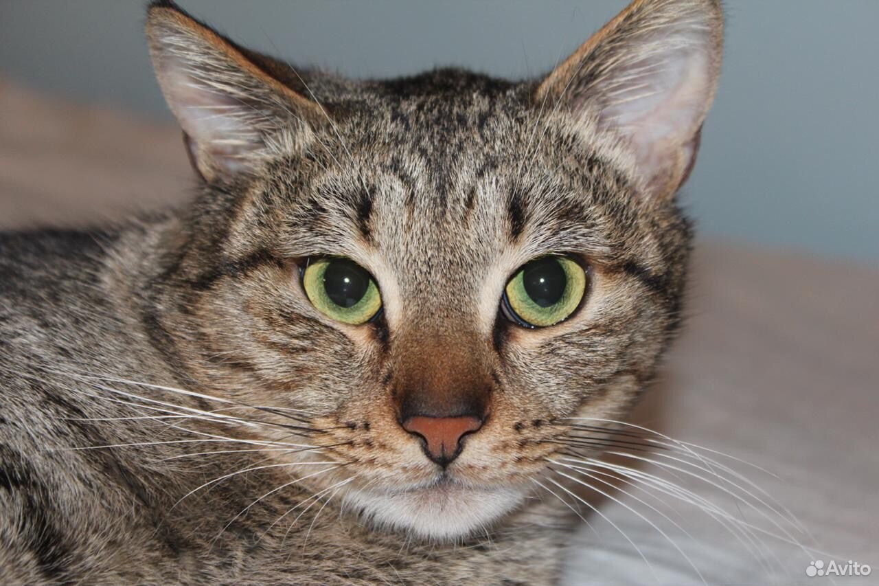 Кот